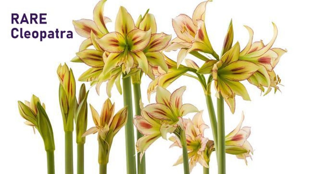Amaryllis Bulb, RARE CLEOPATRA, Bloom Color Green Margenta ,perfect ...