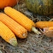 Japanese Hulless Baby Corn Seeds, Mini Popcorn Seeds, Mini Corn Seeds ...