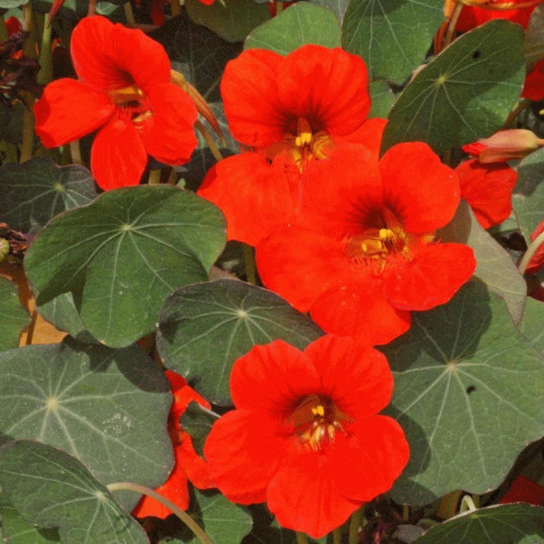 Nasturtium Empress Of India Seeds Indian Cress Garden Nasturtium