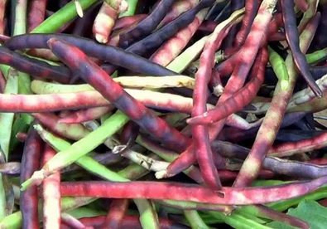 Pinkeye Purple Hull Bush Cowpea Bean Seeds(50+) Seeds - Etsy