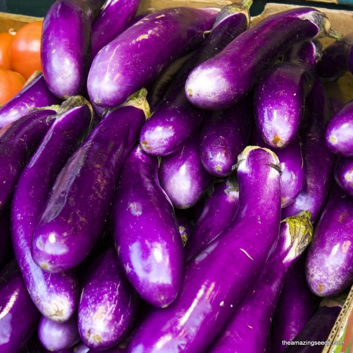 Eggplant Long Purple, Italian, Heirloom Seeds - Etsy