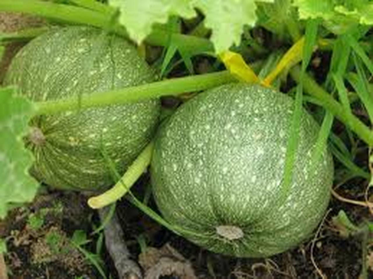 Heirloom Round Zucchini, Bush, Summer Squash Seeds(20+ Seeds) - Etsy