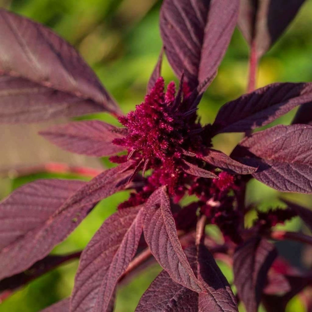 Thotakura, Amaranthus (red), Amaranth-red Garnet Heirloom, Chinese ...