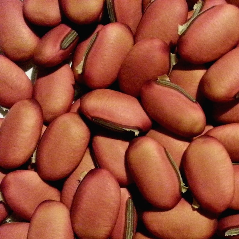 Bean, Japanese Sword Bean, Akanata Mame, Canavalia Gladiate, Valavara ...
