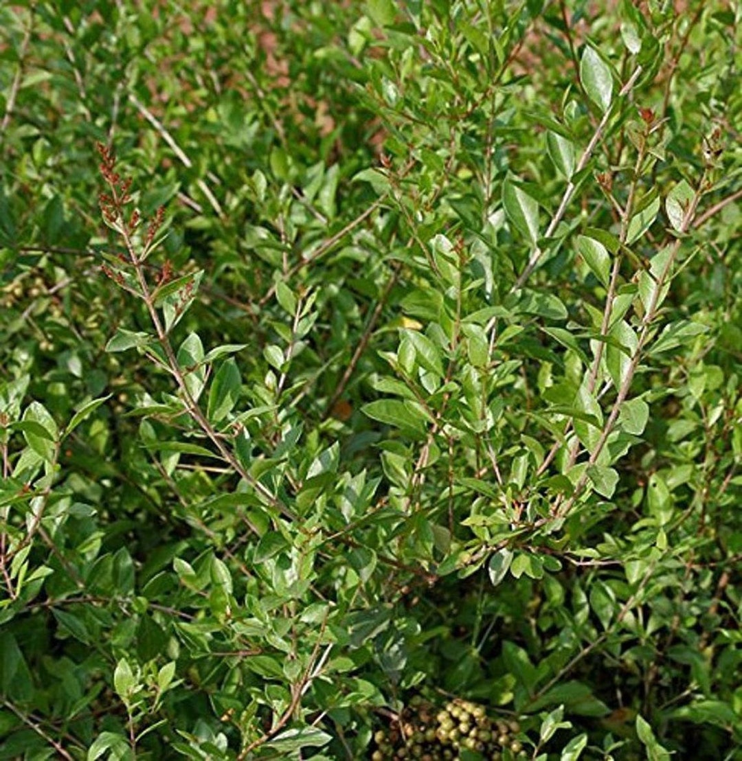 Organic Henna Mehandi Seeds,dye Seeds, Mignonetee Tree,egyptian Privet ...