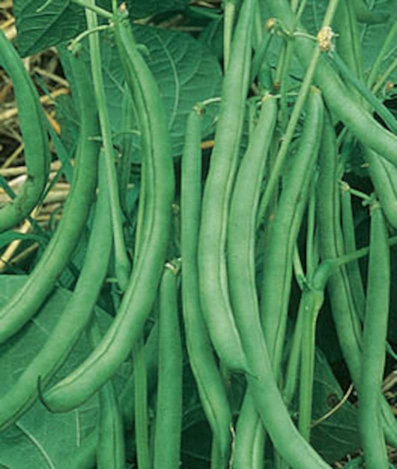 Heirloom Green Bush Bean Contender Seeds - Etsy