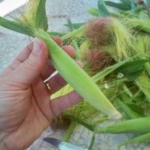 Japanese Hulless Baby Corn Seeds, Mini Popcorn Seeds, Mini Corn Seeds ...