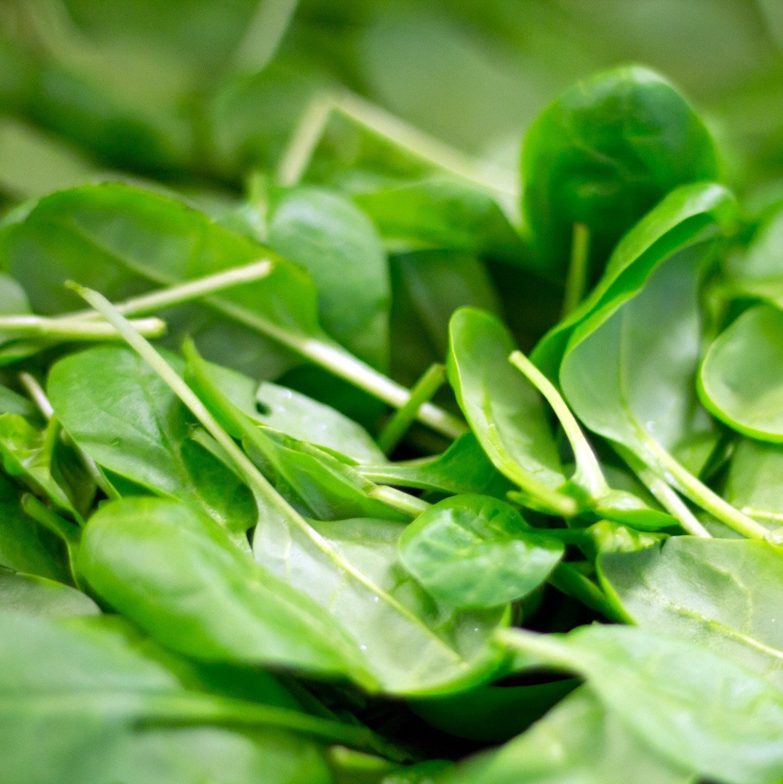 Spinach Giant Noble Smooth Leaf Spinach Heirloom Seeds - Etsy