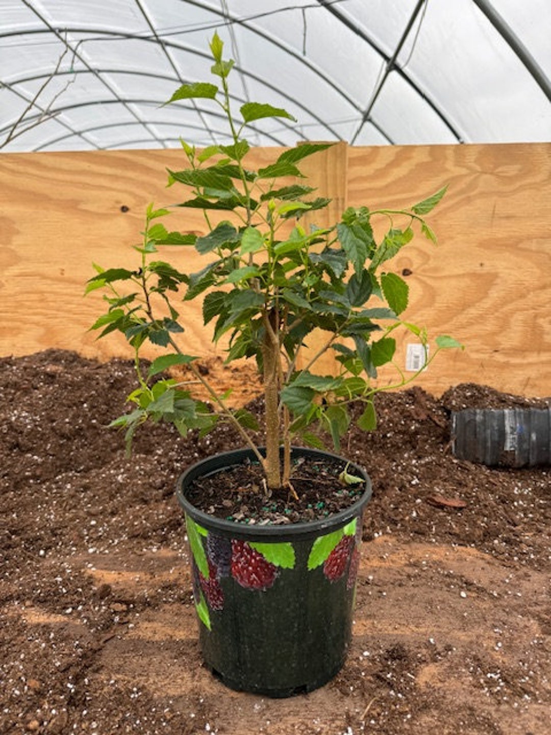 Dwarf Mulberry Tree, Live Tree in 1 Gallon Pot, FREE SHIPPING - Etsy