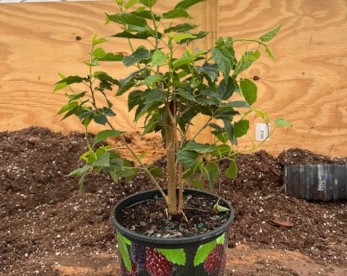 Dwarf Mulberry Tree, Live Tree in 1 Gallon Pot, FREE SHIPPING - Etsy