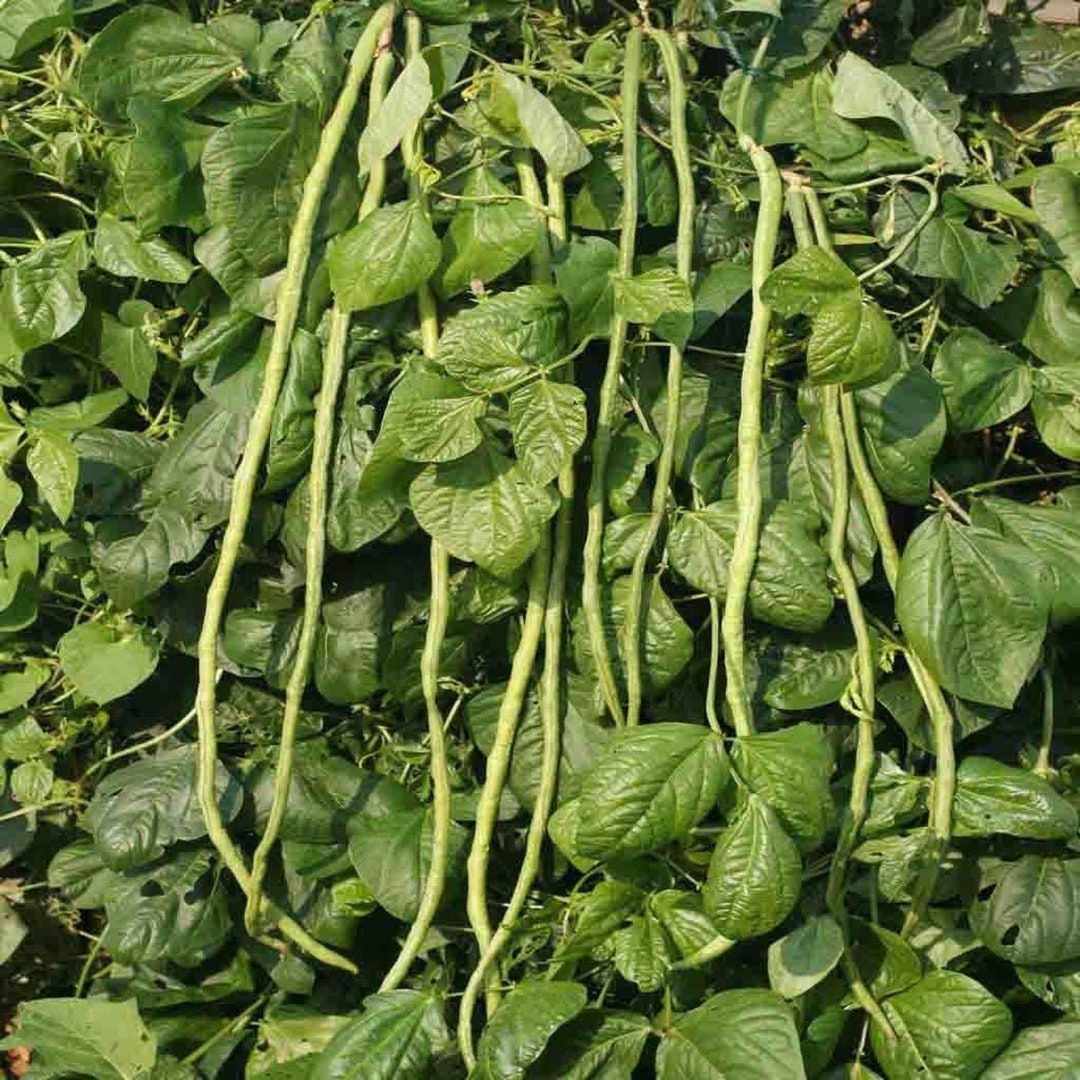 Organic Green Yard Long Bean, Brownish Red Seed, Orient Wonder, Chinese ...