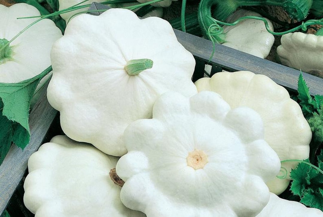 Heirloom Early White Scallop, Patty Pan, Bush, Summer Squash Seed(20 ...