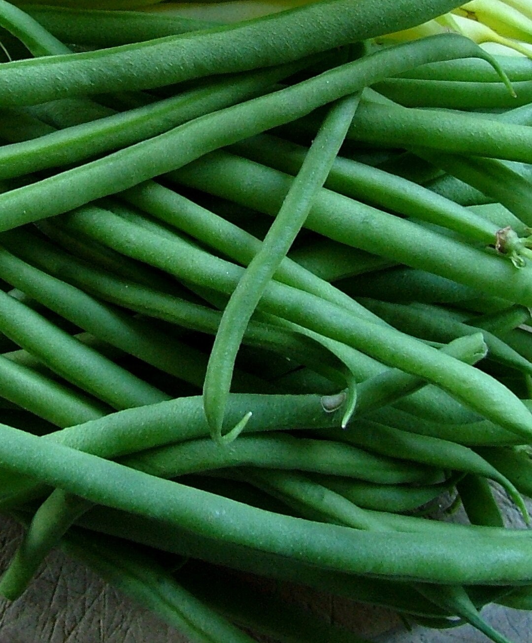 Heirloom Green Bush Bean JADE Seeds - Etsy