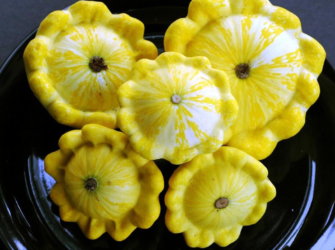 Heirloom Yellow Scallop Bush Summer Squash Seed(20+ Seeds) - Etsy