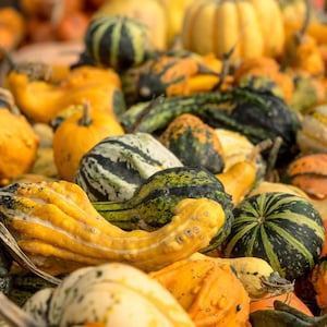 Gourd, Small Mixed, Heirloom Seeds, Ornamental Gourd - Etsy