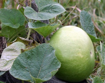 Bottle Gourd Calabash Gourd Bottle 6 NON GMO Seeds - Etsy