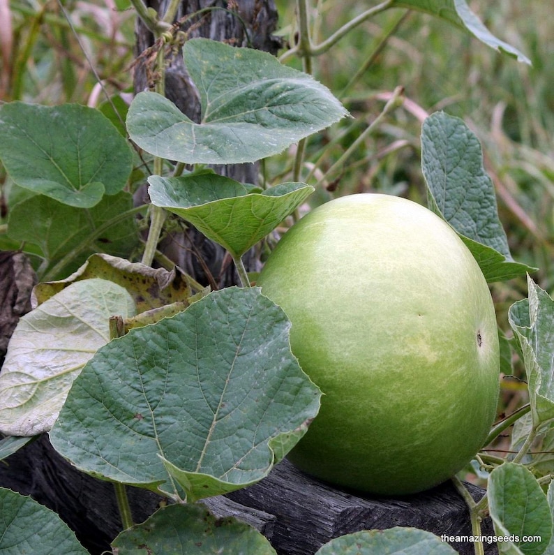 Calabash Round Bottle Gourd, Laudi, Doodhi, Ghiya, Sorakaya Seeds - Etsy