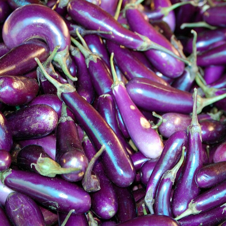 Eggplant Long Purple, Italian, Heirloom Seeds - Etsy