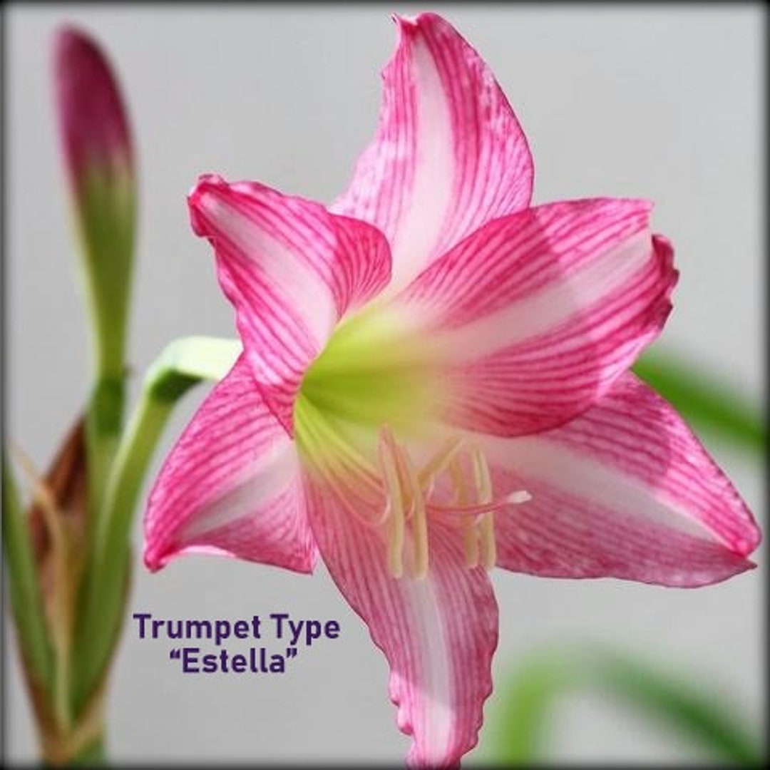 Amaryllis Bulb, Trumpet Type Estella,purple Flower Color,rare Variety ...