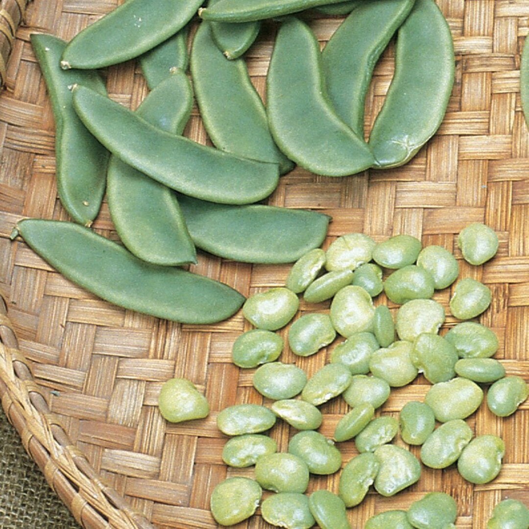 Heirloom Burpee Improved Bush Lima Bean Seed - Etsy