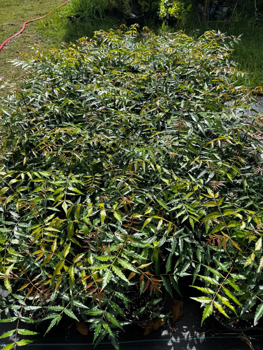 Indian Neem Plant, Azadirachta Indica,nimbda,vepa Plant - Etsy