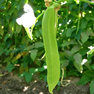 Bean, Japanese Sword Bean, Akanata Mame, Canavalia Gladiate, Valavara ...