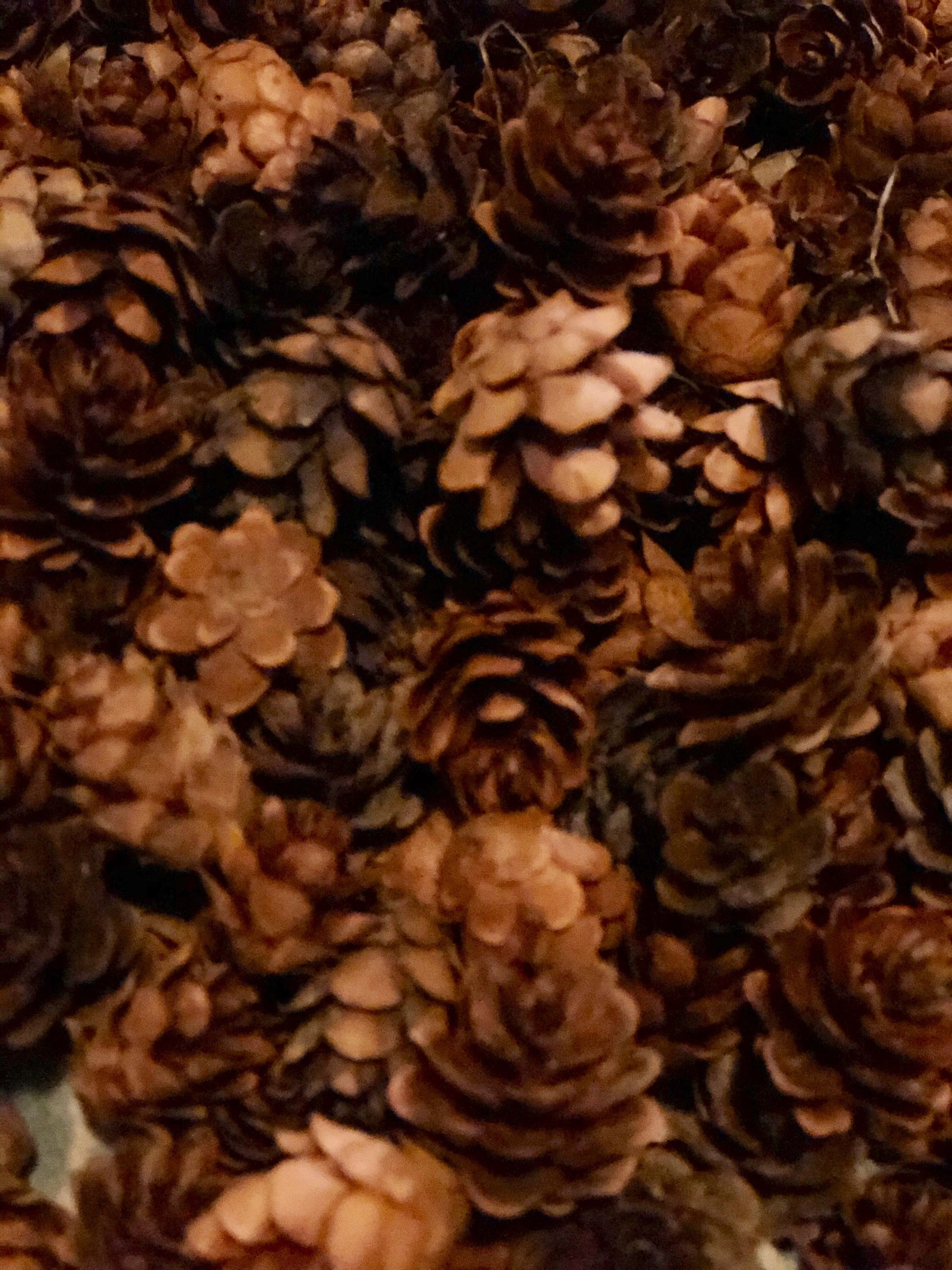 Tiny Pine Cones Miniature Eastern Hemlock Pinecones Small - Etsy