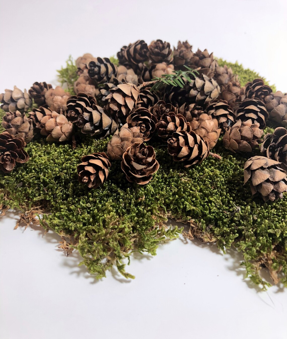 Tiny Pine Cones Miniature Eastern Hemlock Pinecones Small | Etsy