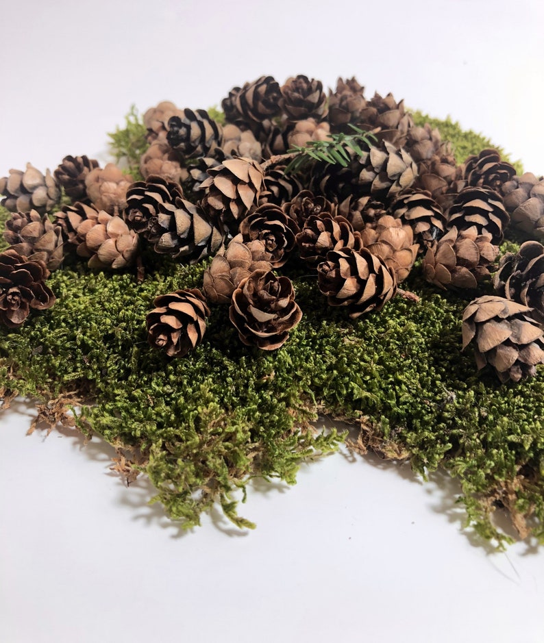 Tiny Pine Cones Miniature Eastern Hemlock Pinecones Small | Etsy