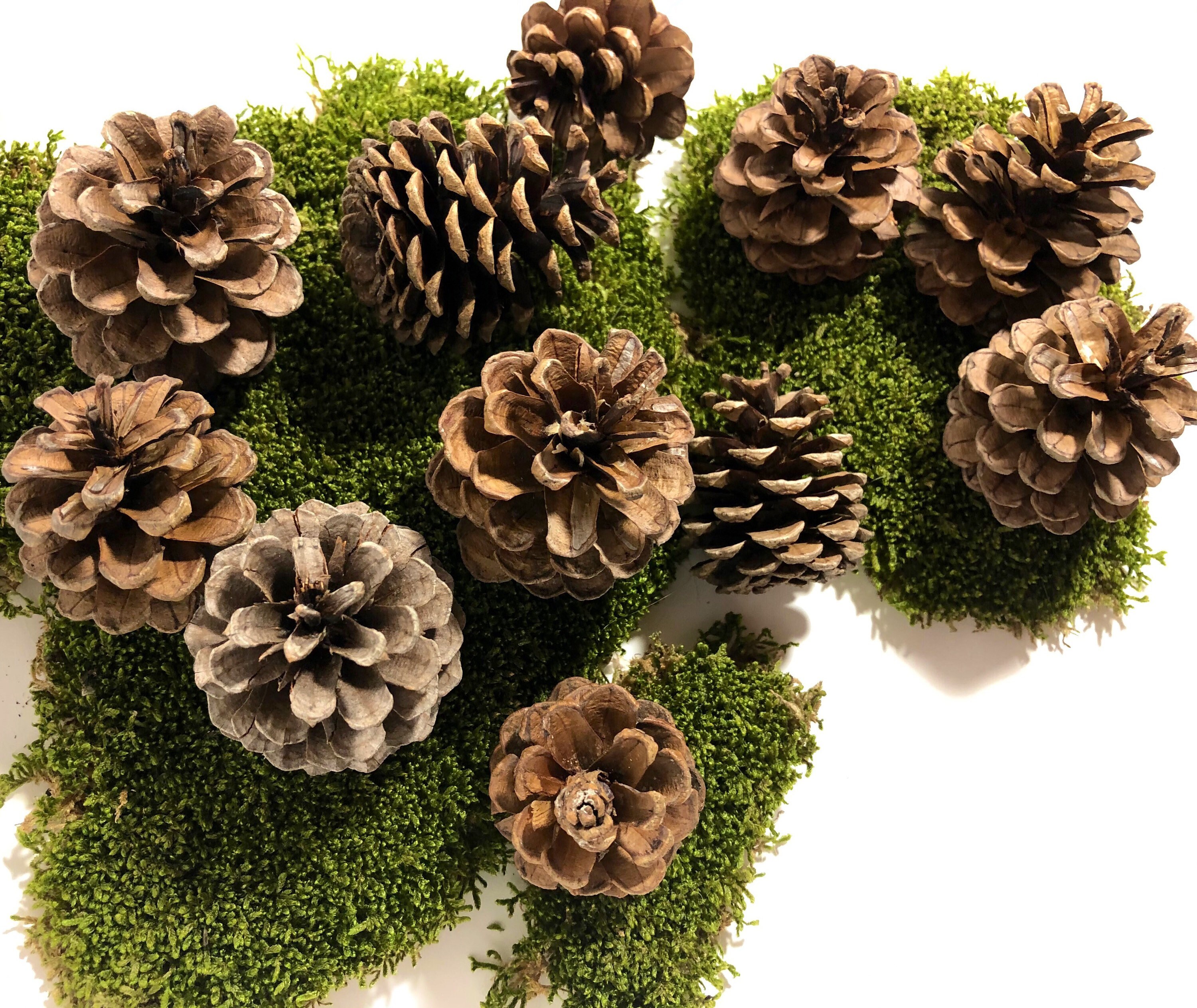 Red Pine Cones- Pinus Resinosa Pinecones for Crafting - Etsy