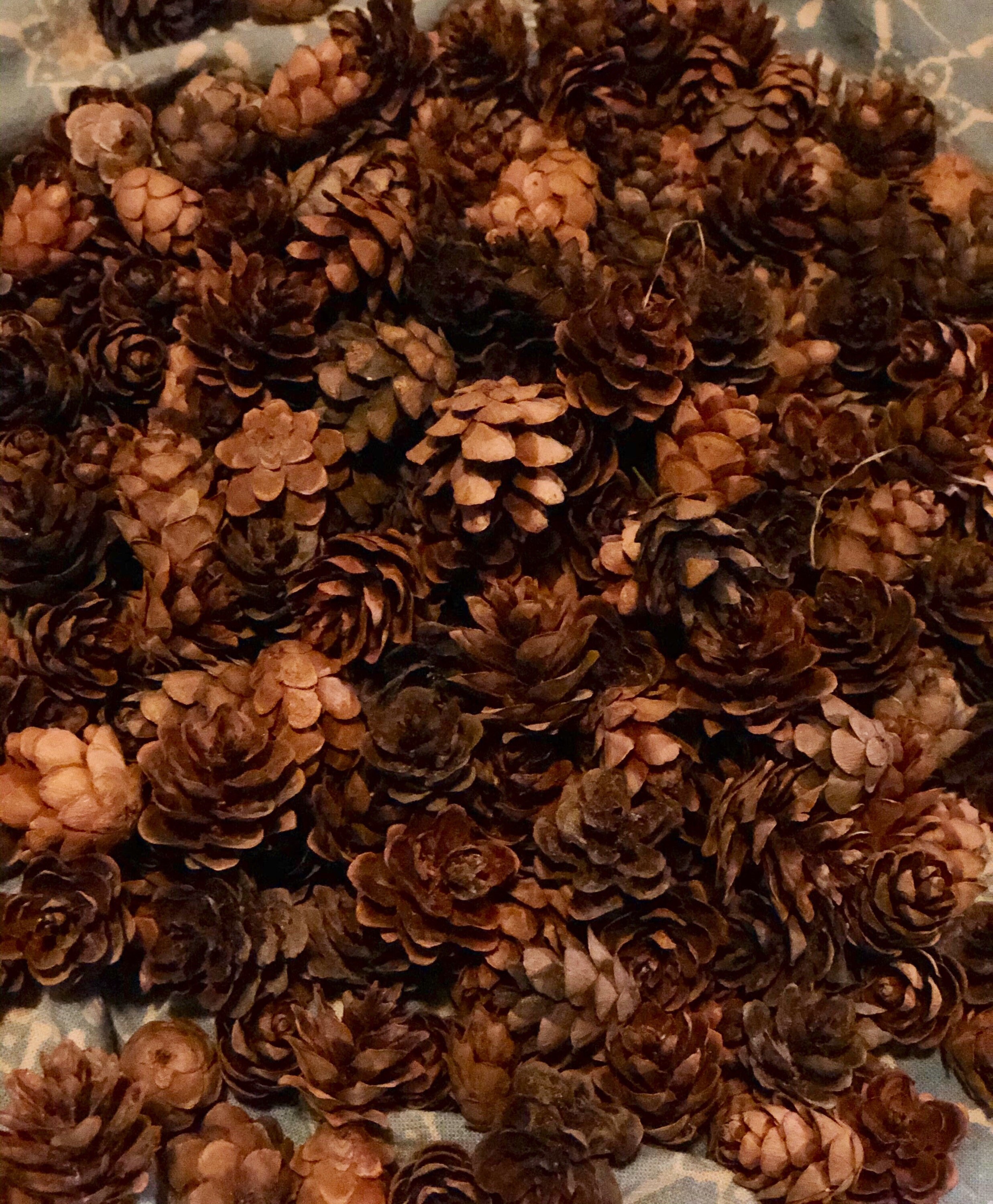 Tiny Pine Cones Miniature Eastern Hemlock Pinecones Small - Etsy