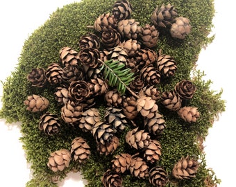 Mini Pinecones, Hemlock Natural Dried Pine Cones, Eastern Hemlock, Crafting, Small Pinecones ...