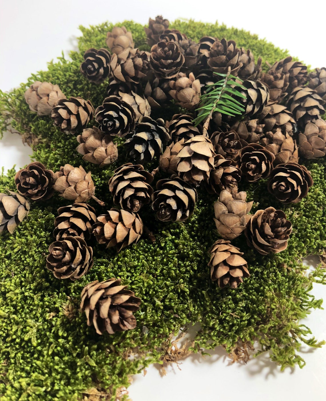 Tiny Pine Cones Miniature Eastern Hemlock Pinecones Small - Etsy