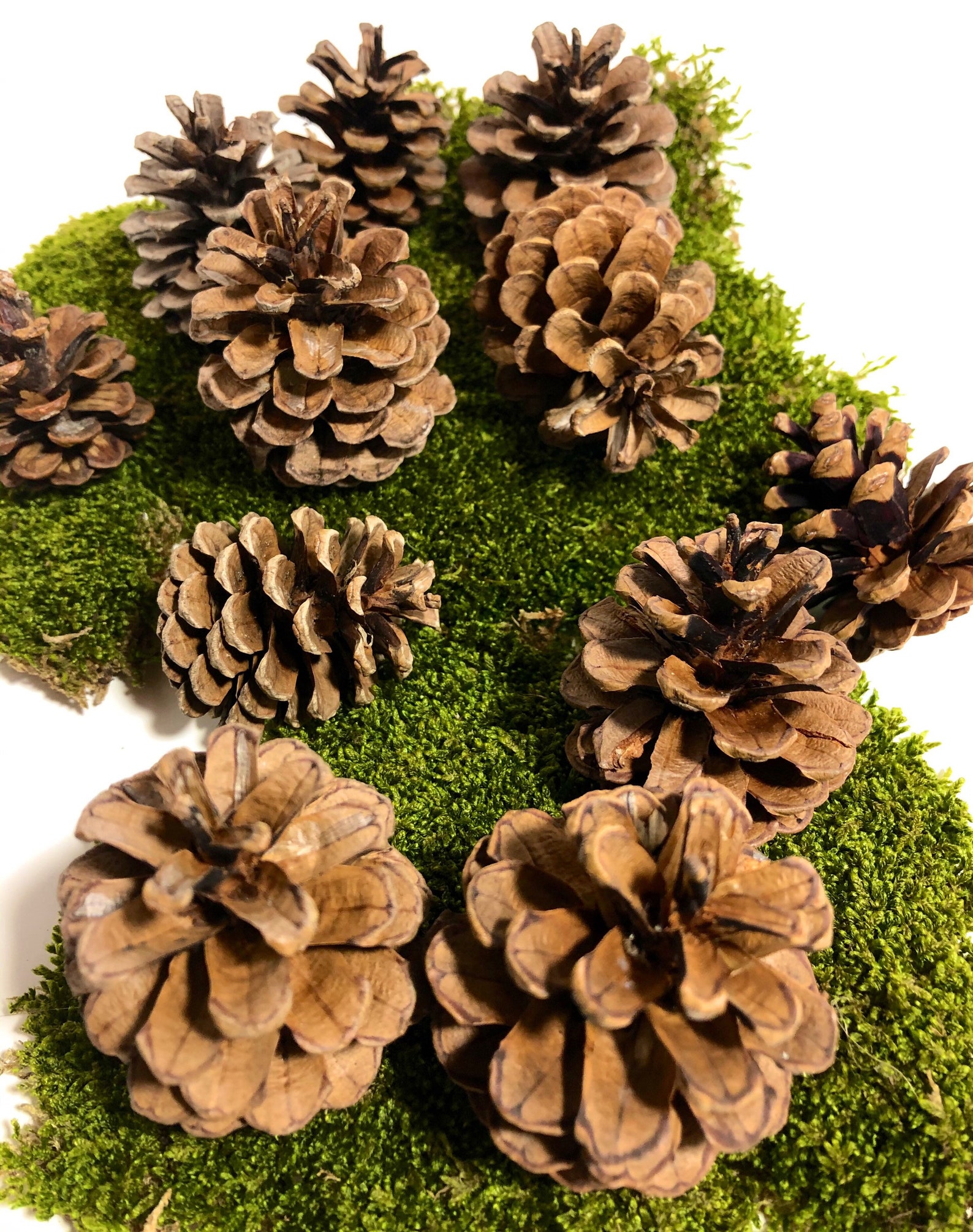 Red Pine Cones- Pinus Resinosa Pinecones for Crafting - Etsy