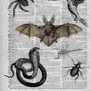Halloween Animal Dictionary Printable Digital Download Clip Art Fabric ...