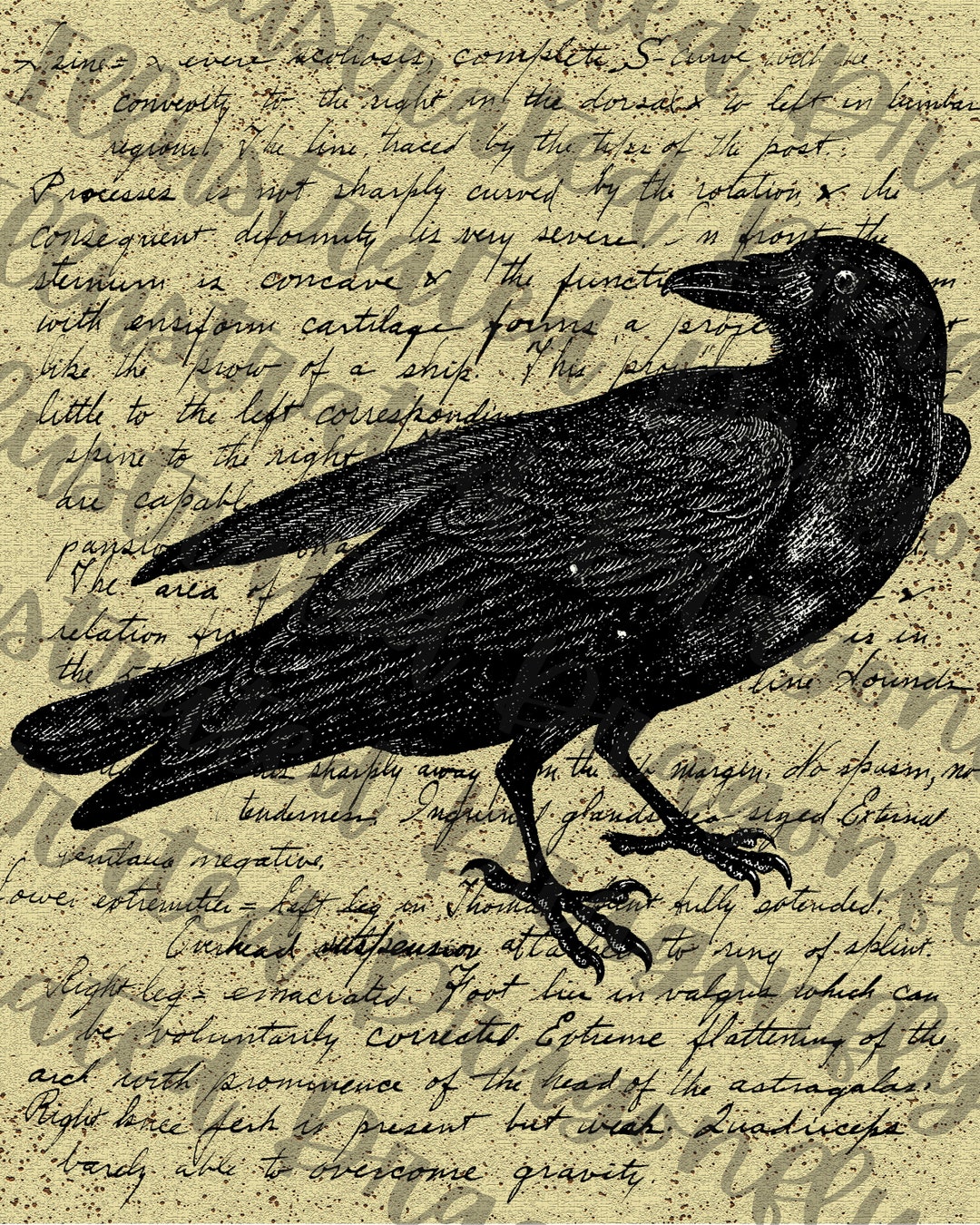Vintage Crow Raven Script Halloween Printable Clip Art Instant Download ...