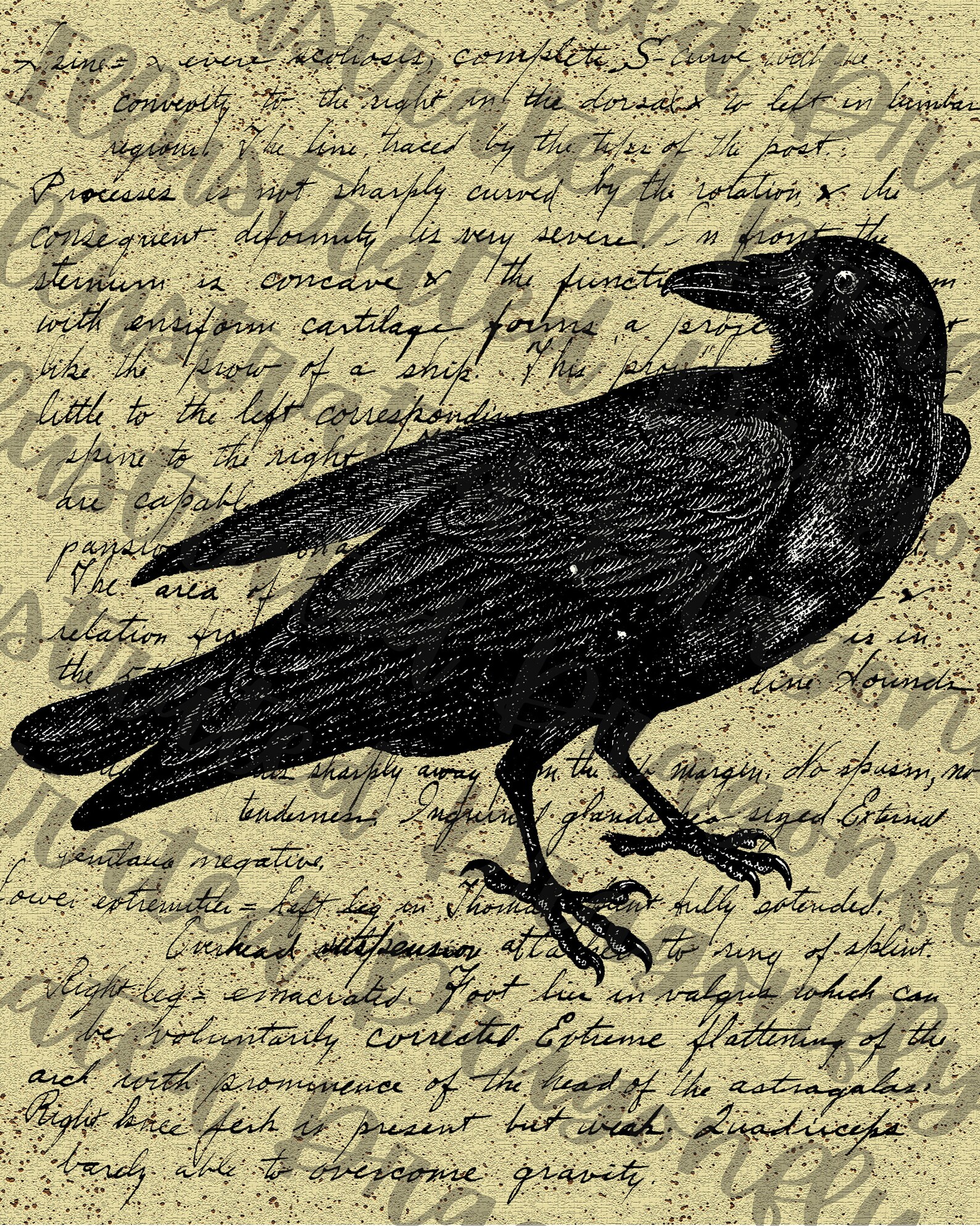 Vintage Crow Raven Script Halloween Printable Clip Art Instant Digital ...