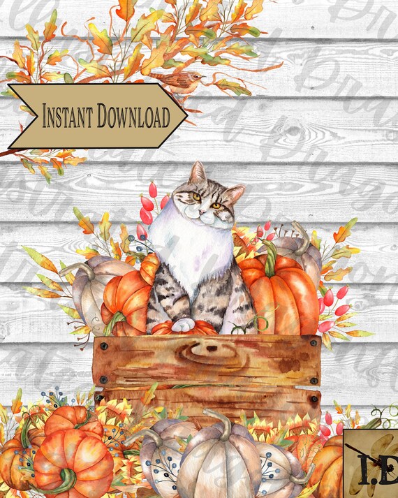 Fall Cat