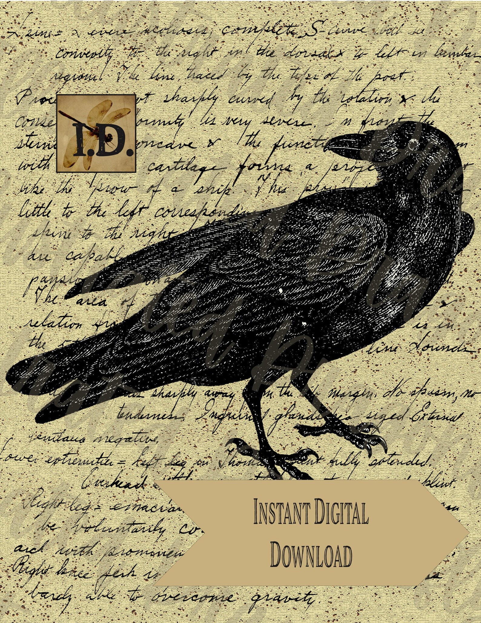Vintage Crow Raven Script Halloween Printable Clip Art Instant Digital ...