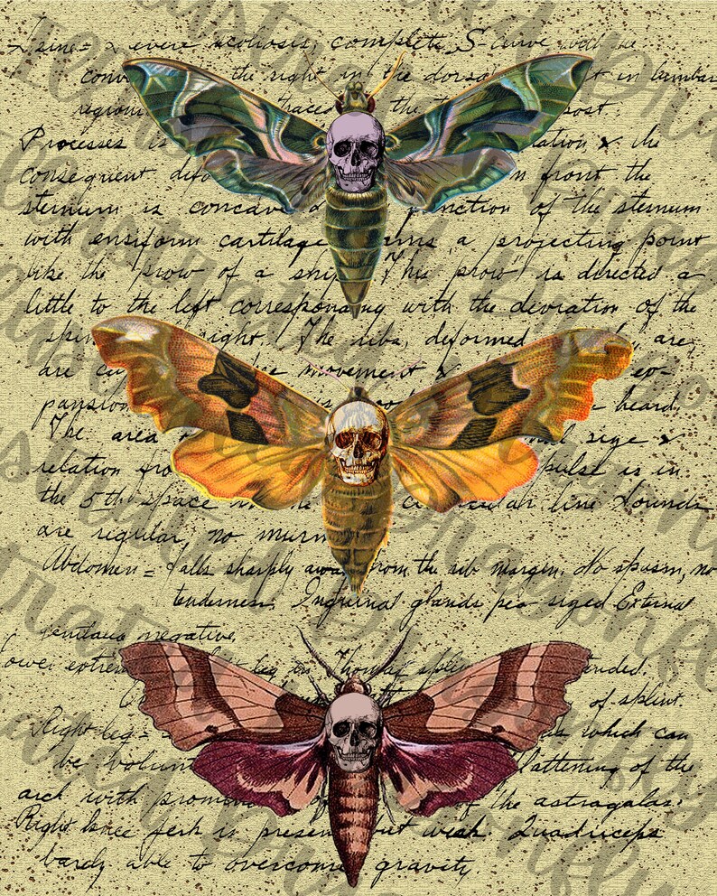 Death Head Moth Script Printable Digital Download Clip Art Fabric ...