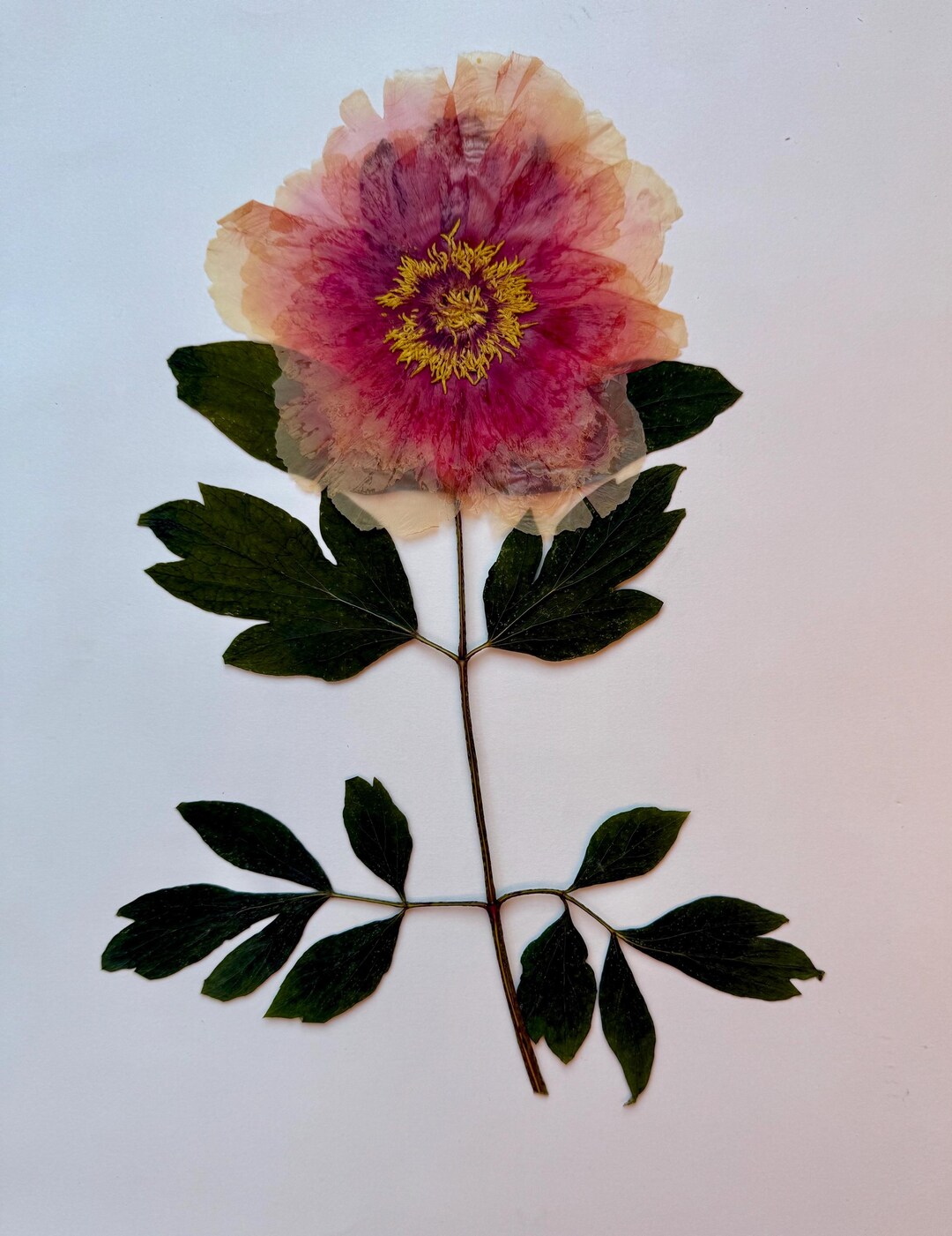 Real Pressed Peony (without the Frame) - Etsy