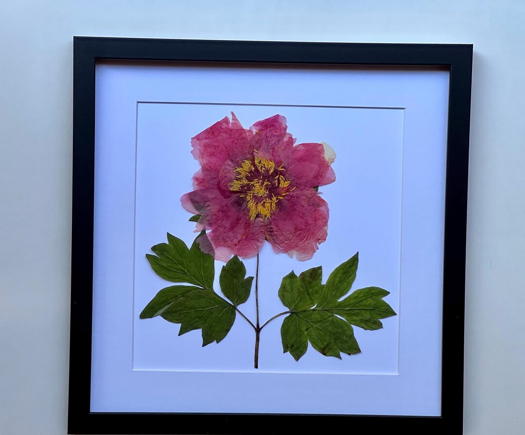 Real Pressed Peony in a 10" X 10" Black Frame Matted to 7.5" X 7.5 ...