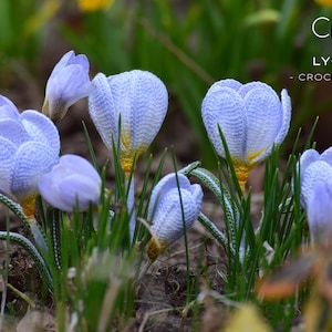 Crochet Crocus - Crochet Flower Pattern for Crocus - Etsy