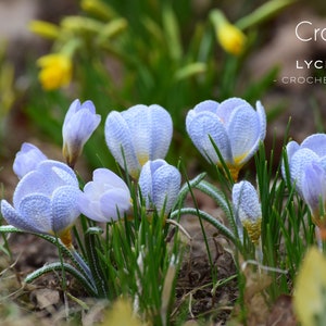 Crochet Crocus - Crochet Flower Pattern for Crocus - Etsy