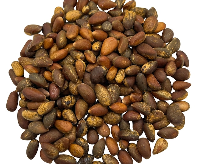 In-shell Pinon Nuts 3 Oz - Etsy