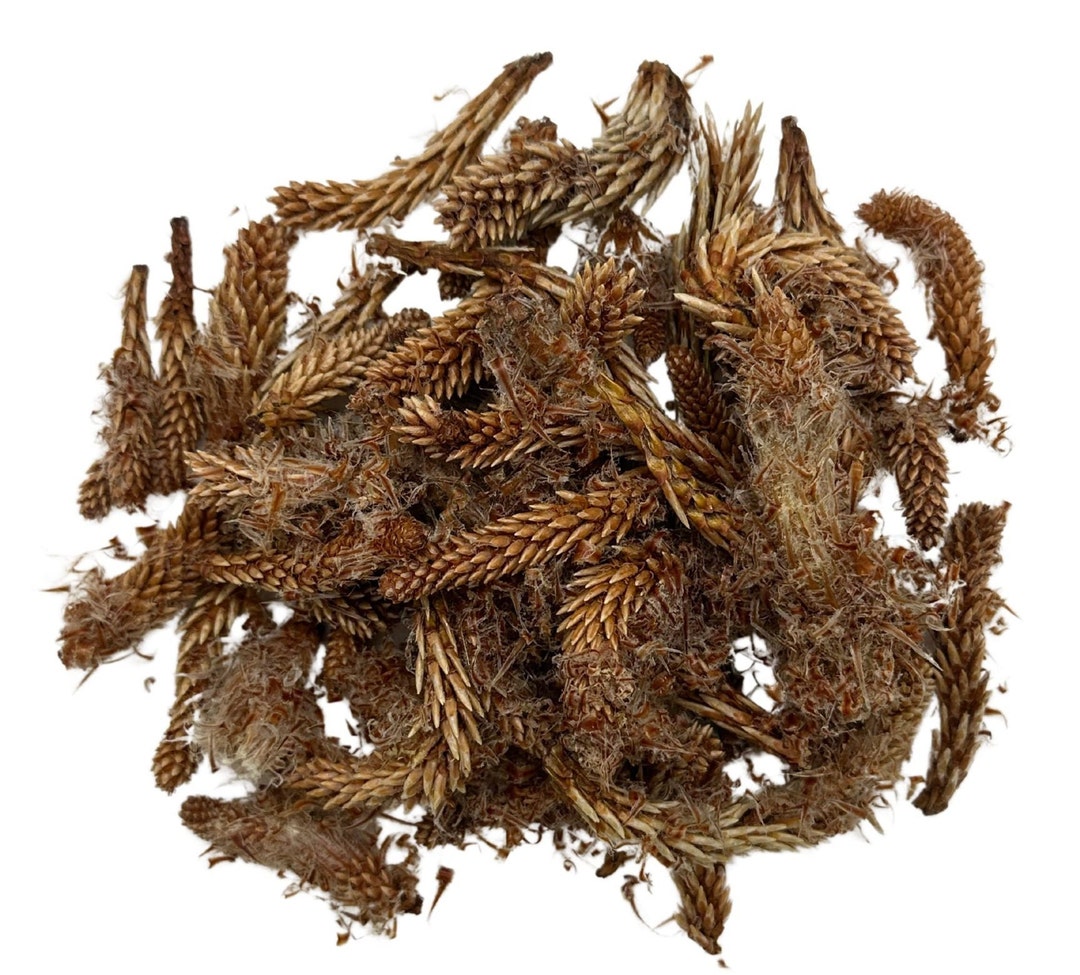 Dried Pine Buds - Etsy