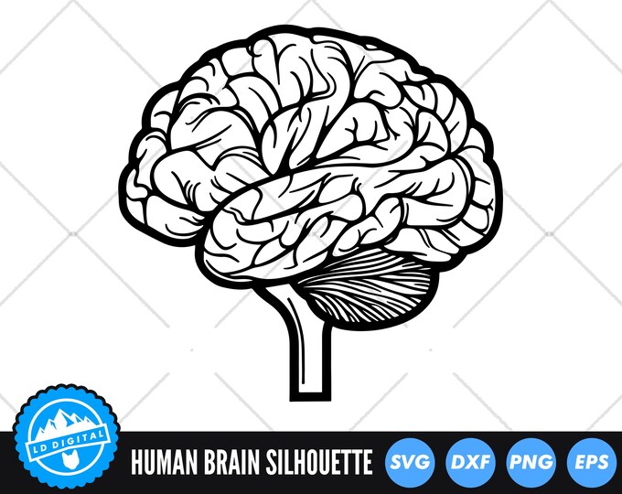 Brain Svg I Side View Brain Png I Human Brain Anatomy Clipart, Cut File ...