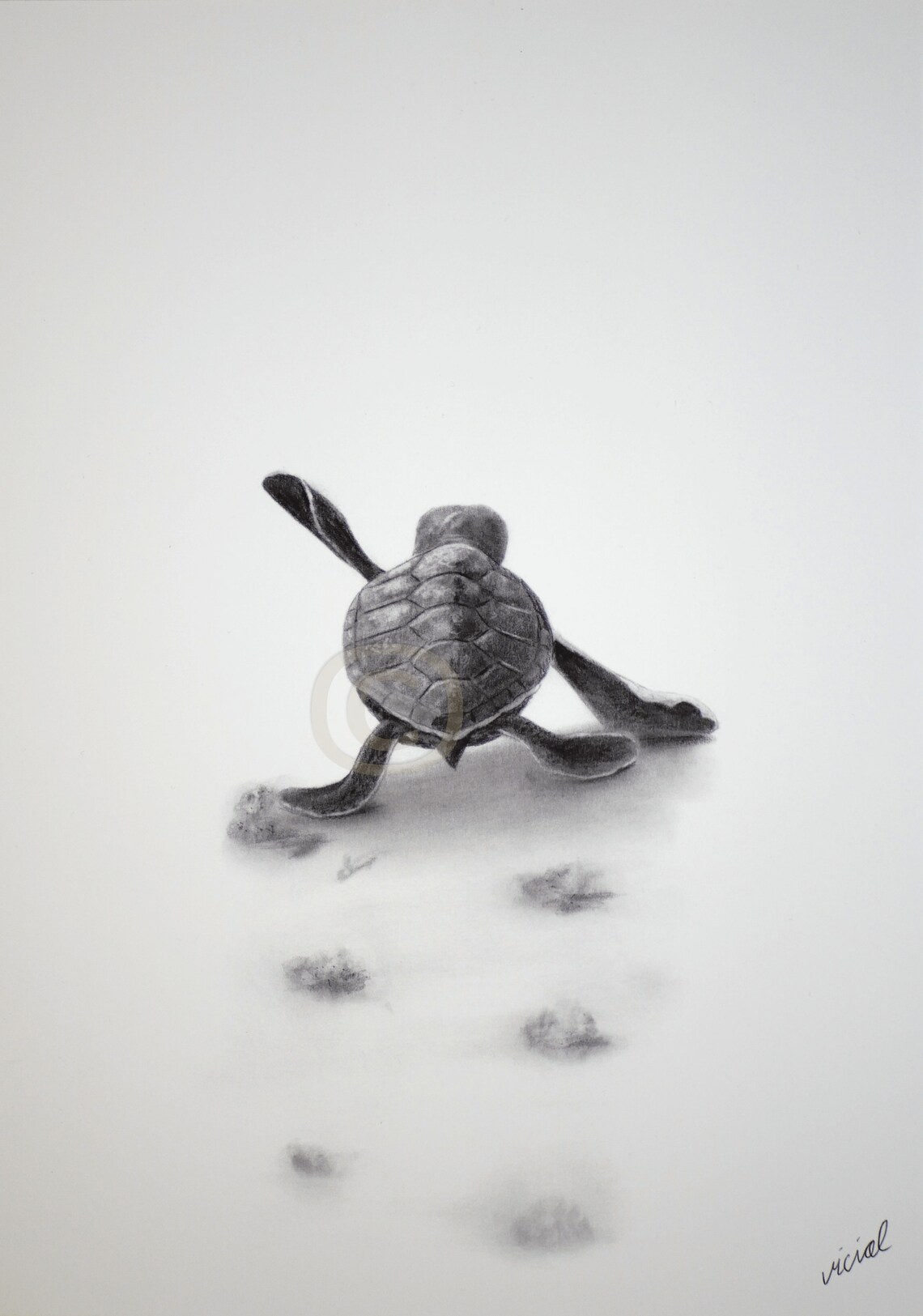 Baby Sea Turtle Graphite Drawing Print A3 A4 A5 Signed by - Etsy