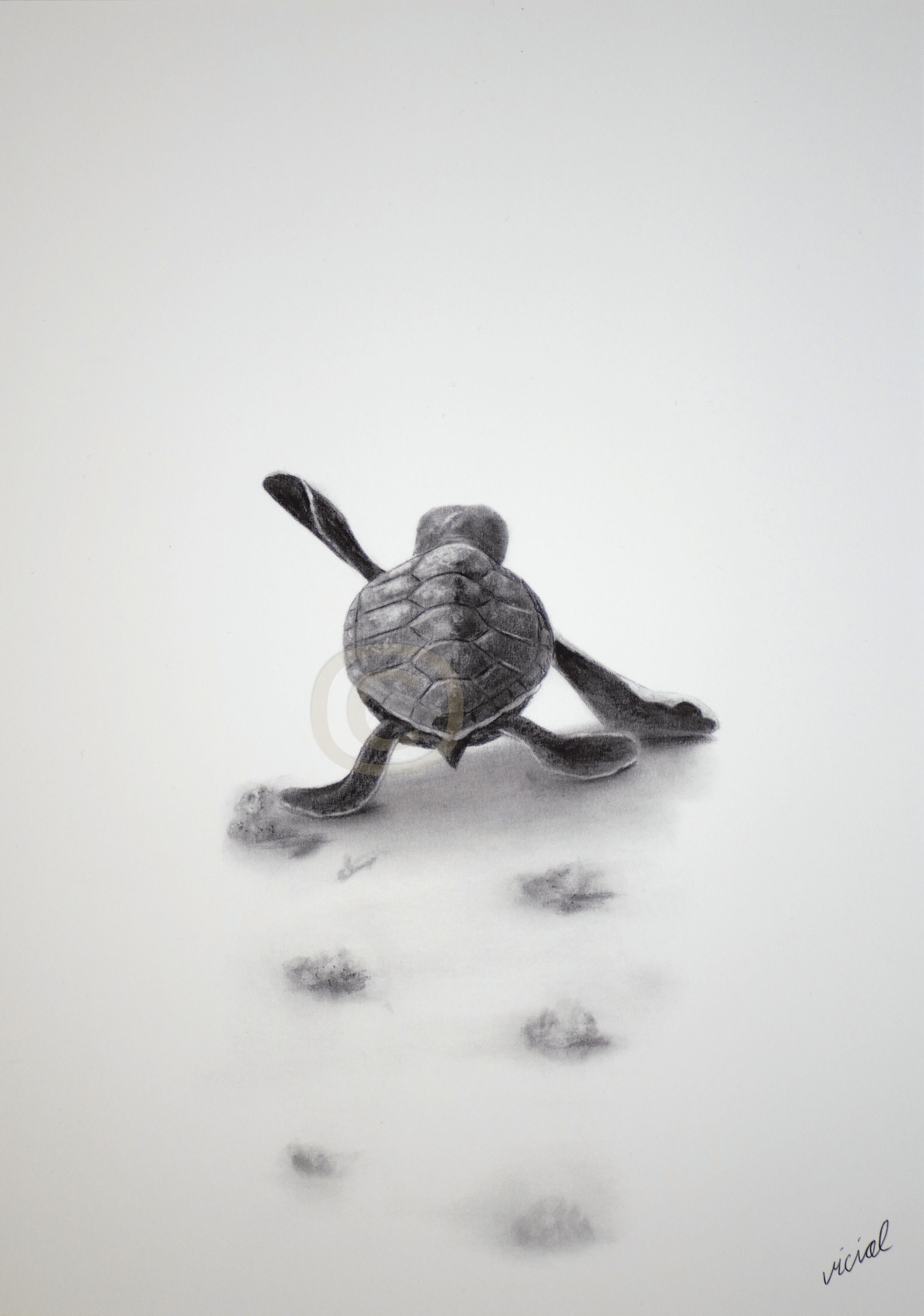 Turtle Pencil Drawing