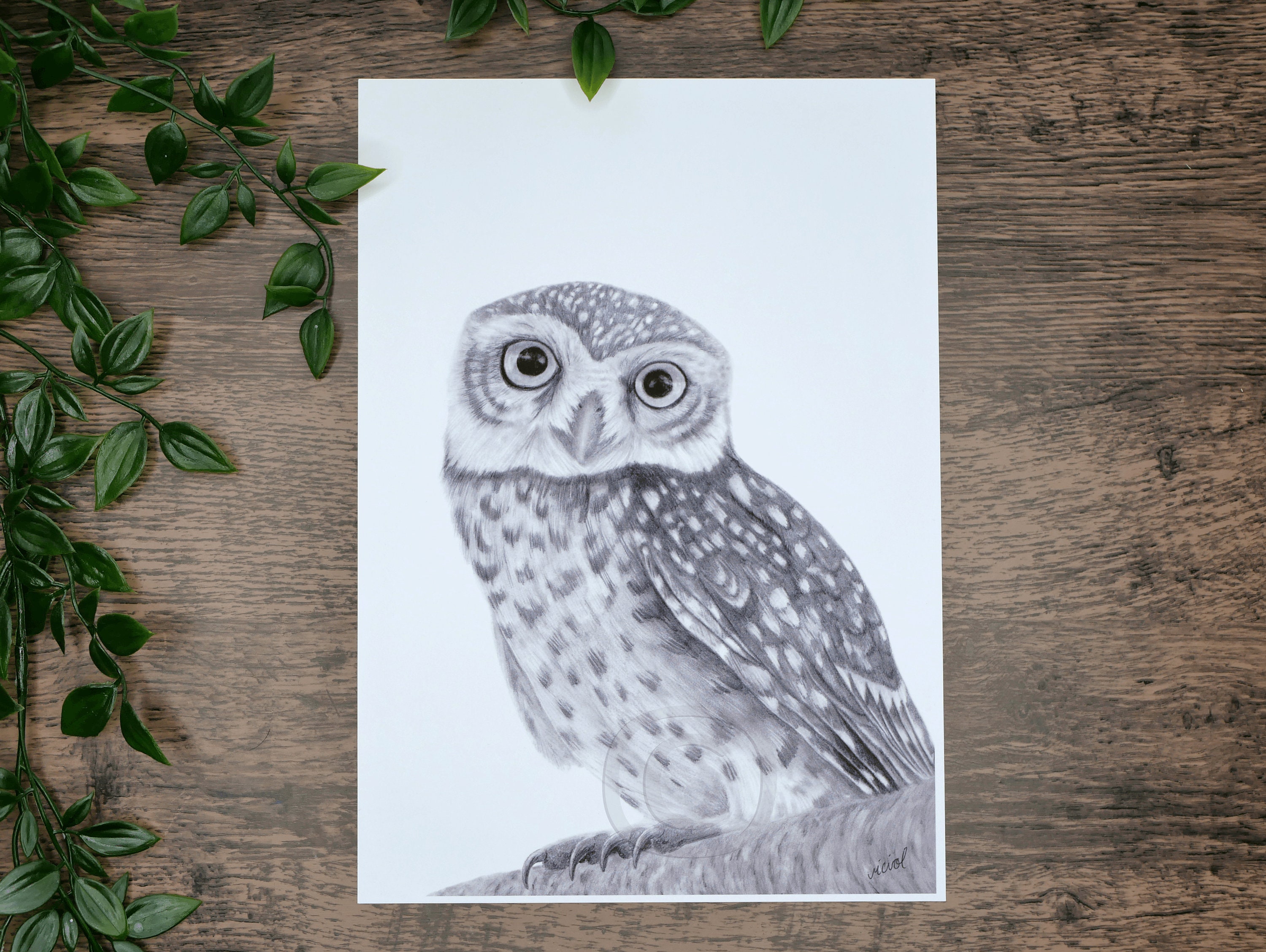 Cute Owl Graphite Drawing Print A3 A4 A5 Signed by Artist - Etsy UK